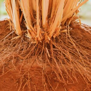 Vetiver Grass FAQ | Erosion Control & Land Restoration - Vetiver Grass SA